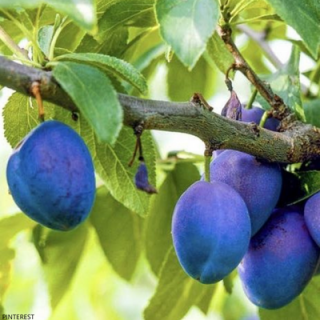 The Best Fruits To Eat If You Have Diabetes - Chiic Magazine